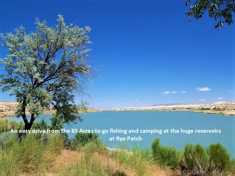 85 Acres ~Buffalo Mountain~ | yesterdaysland.com